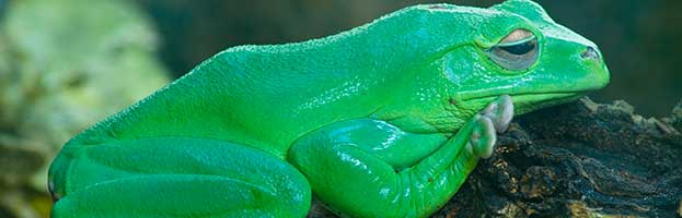 Australian Green Tree Frog Australian Green Tree Frog